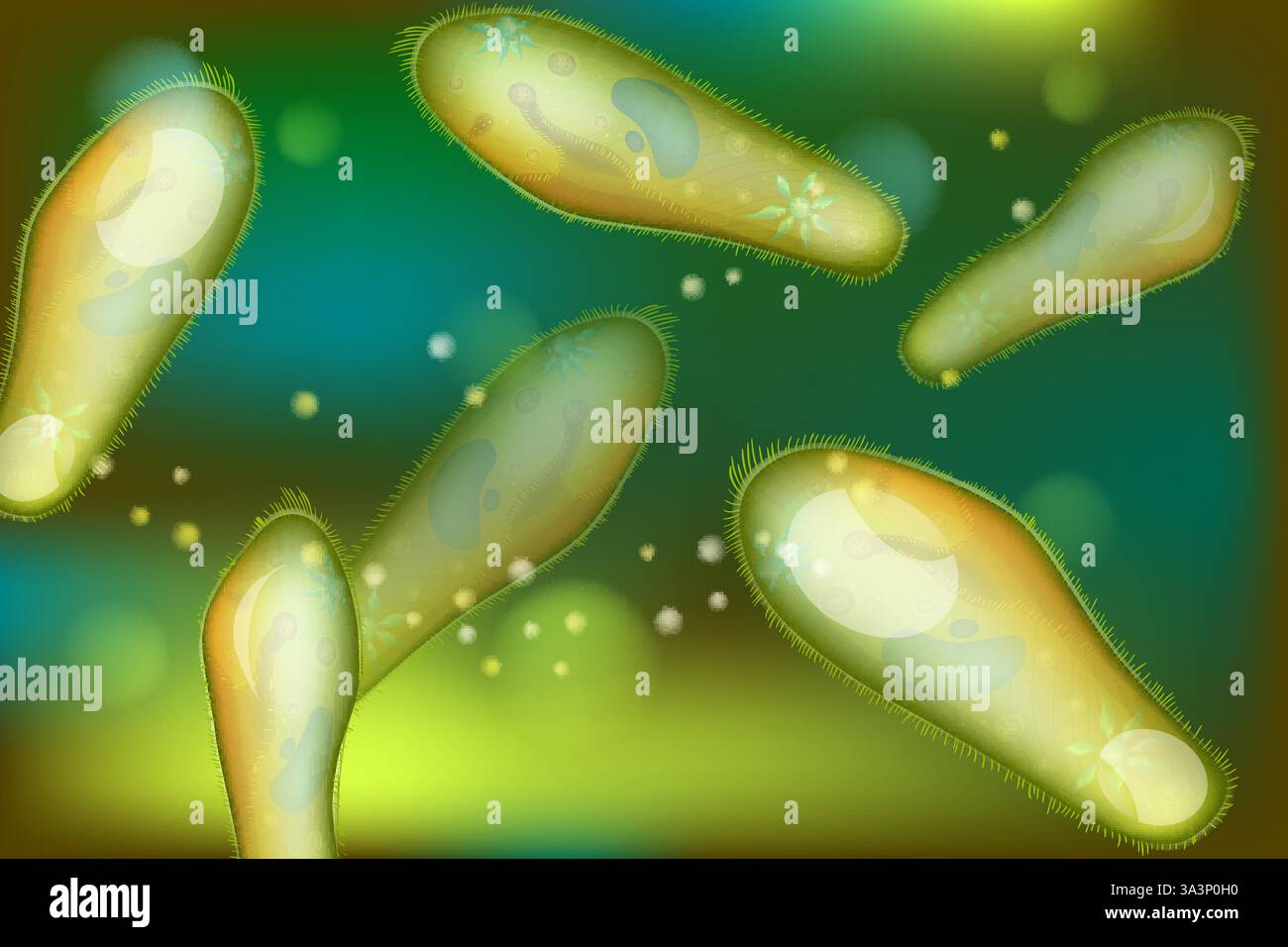 Paramecium Colony Under Microscope. Microscopic View of Protozoa in ...