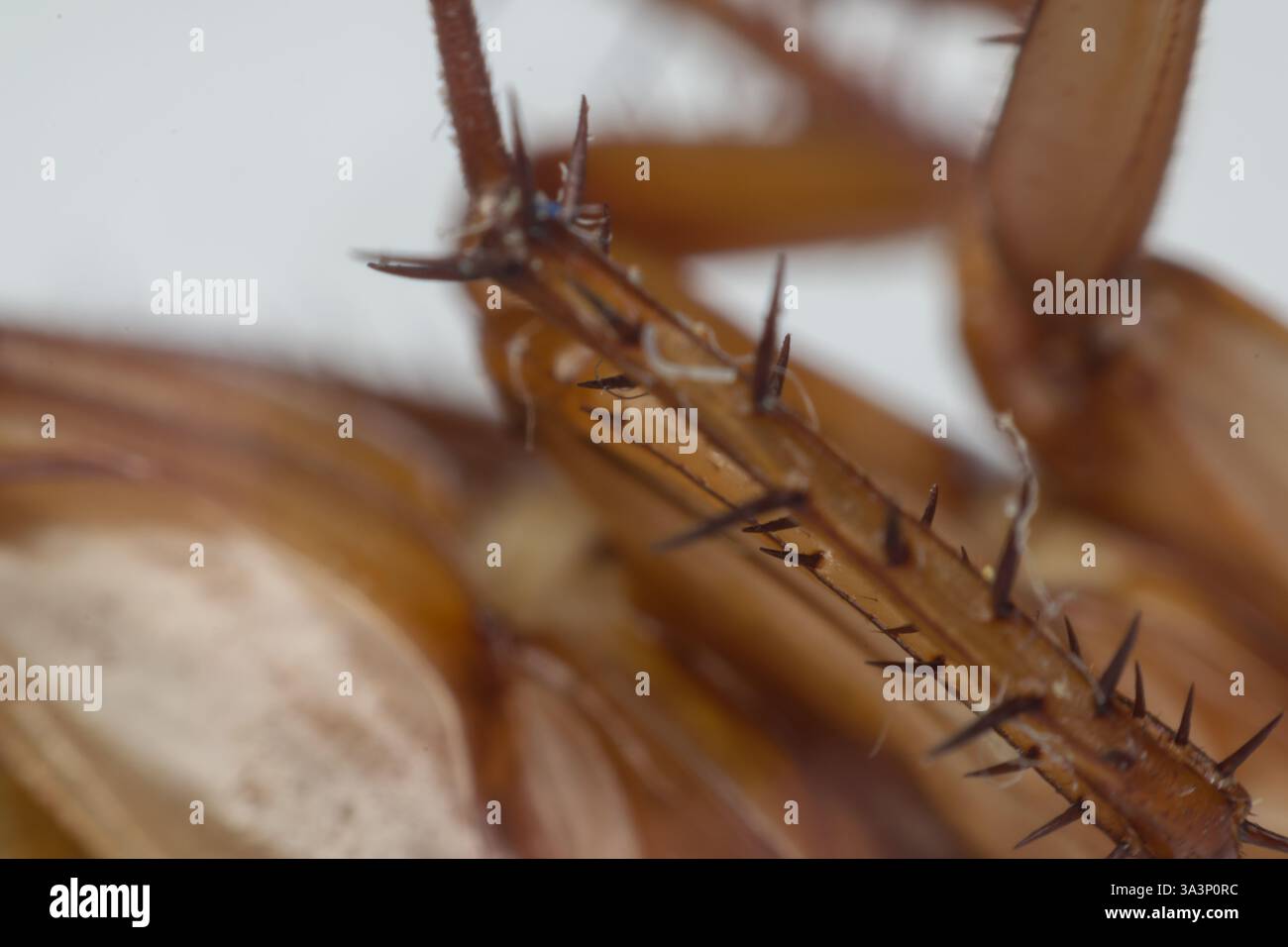 Macro of cockroach insects of the order Blattodea. Cockroach is carrier ...