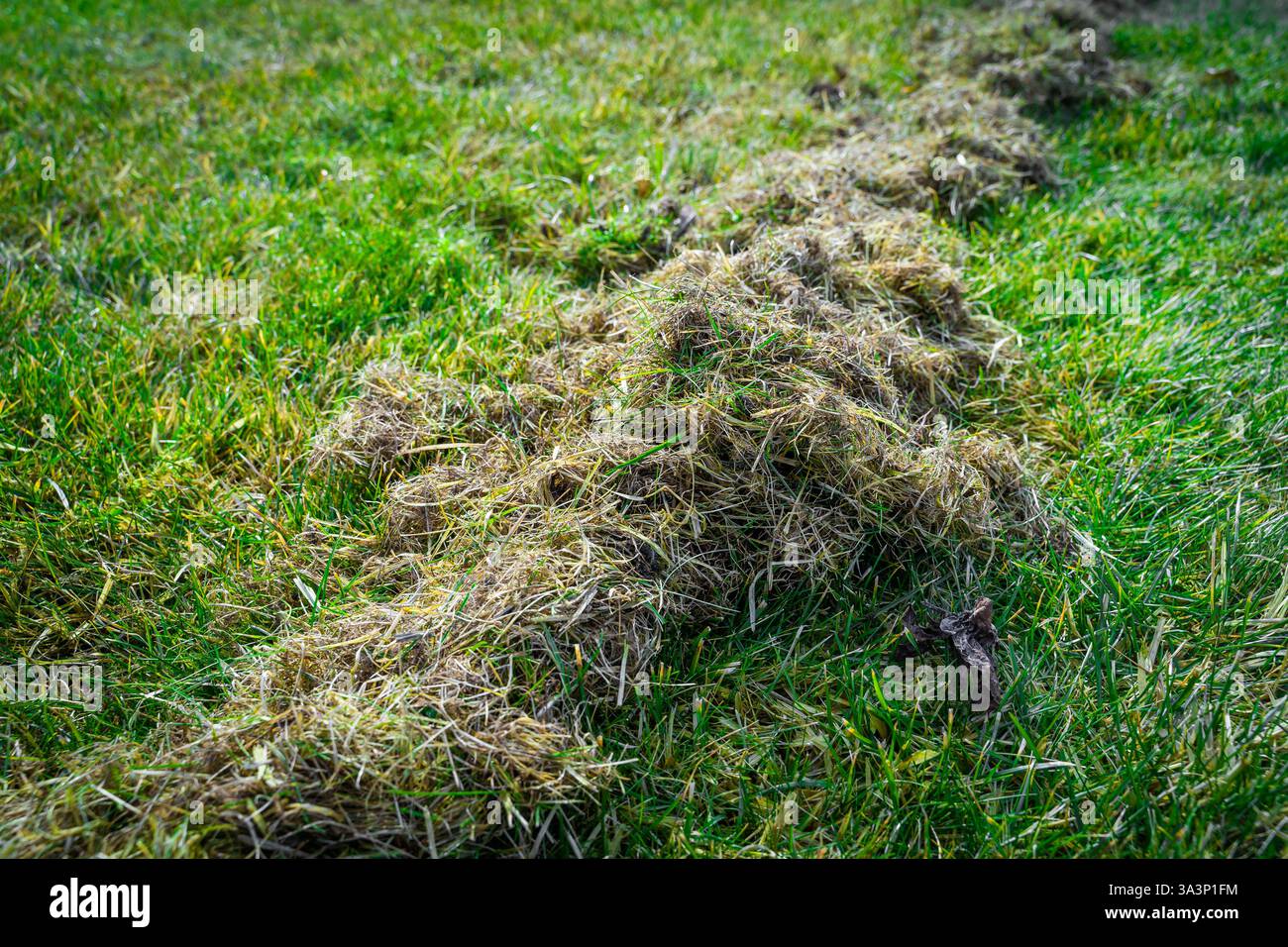 Dry grass after lawn cleaning and aeration. Lawn care after winter ...