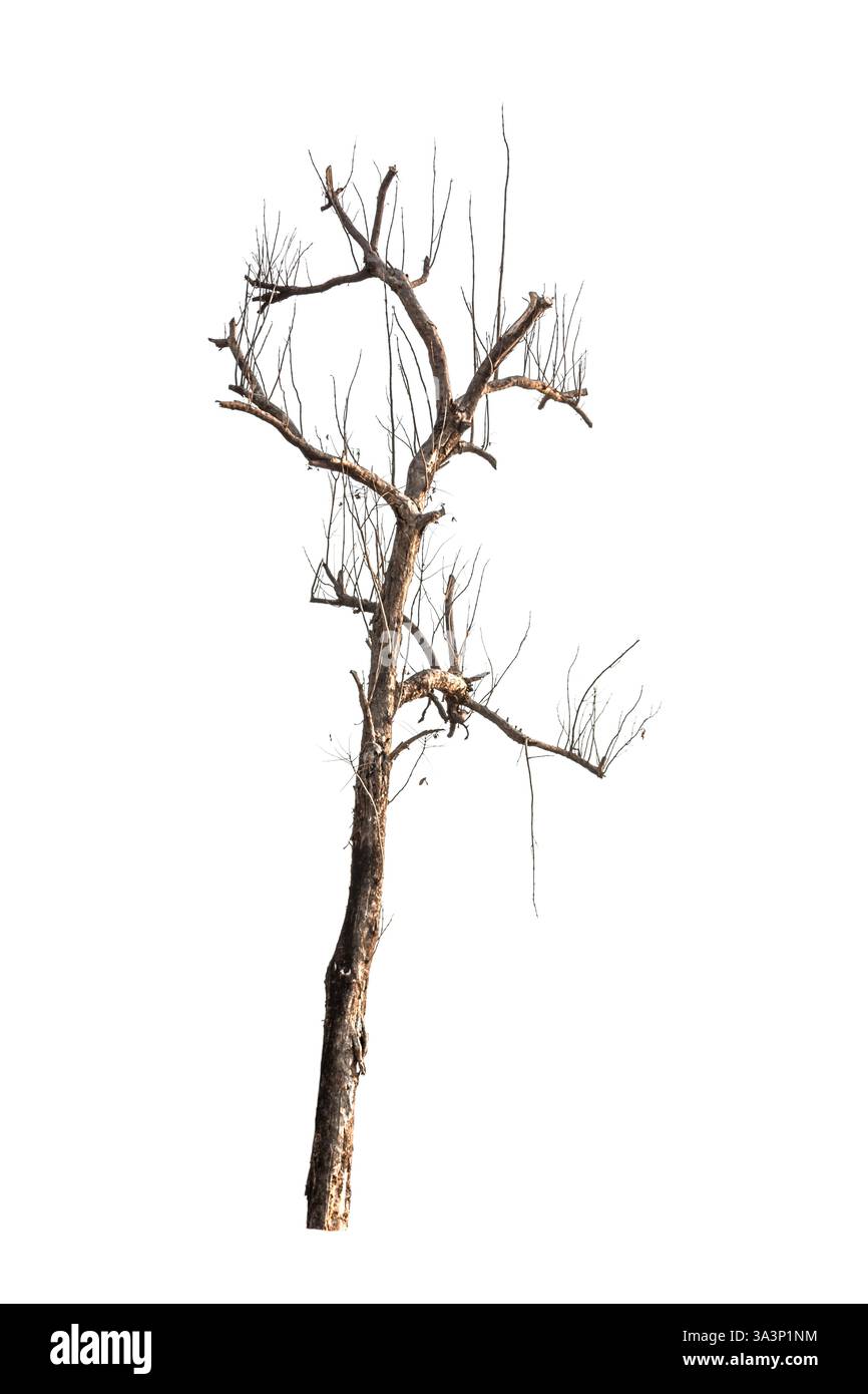 Tree (Dead dry tree) isolated on white background Stock Photo - Alamy