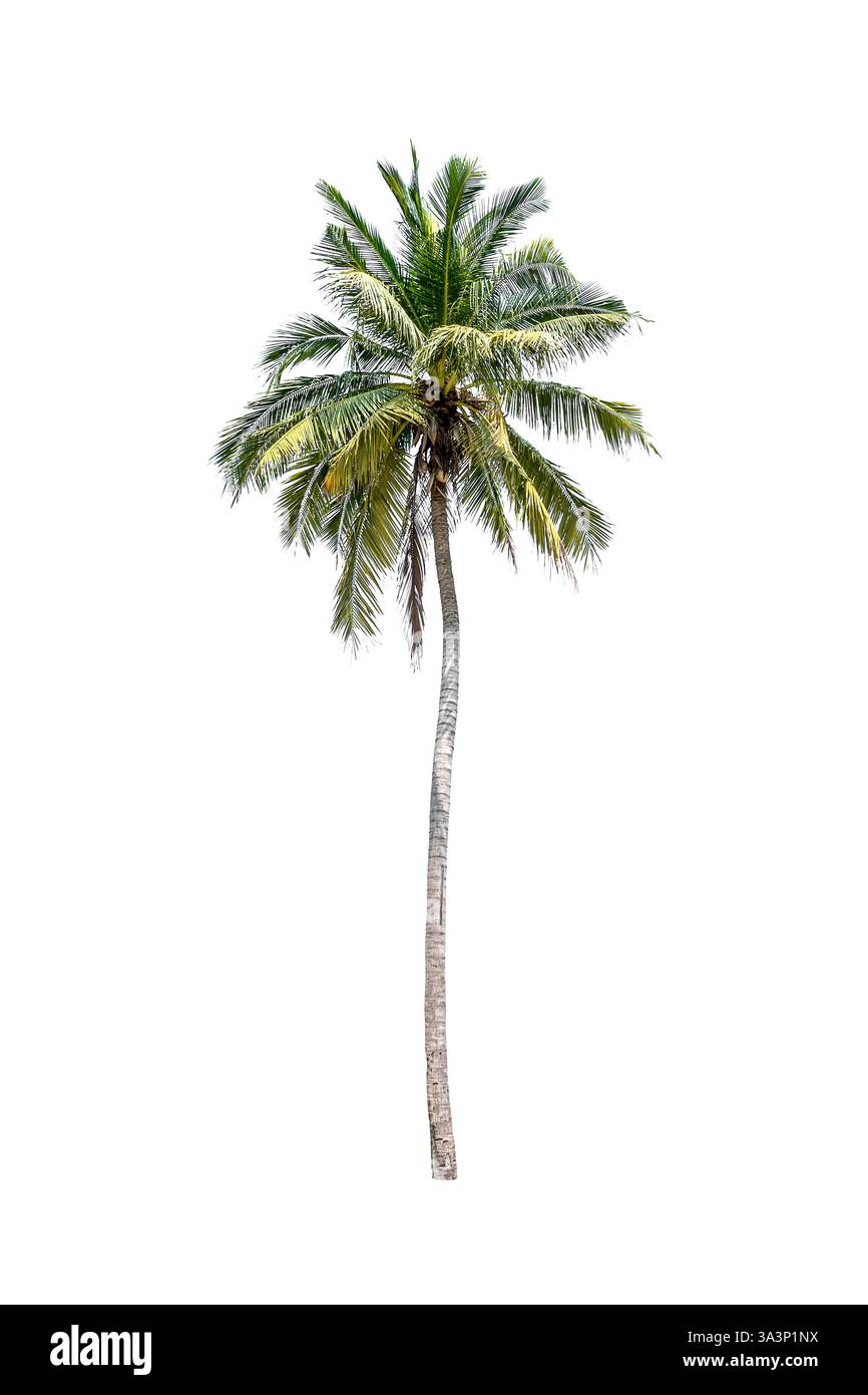 Tree (Coconut palm) green color isolated on white background Stock ...