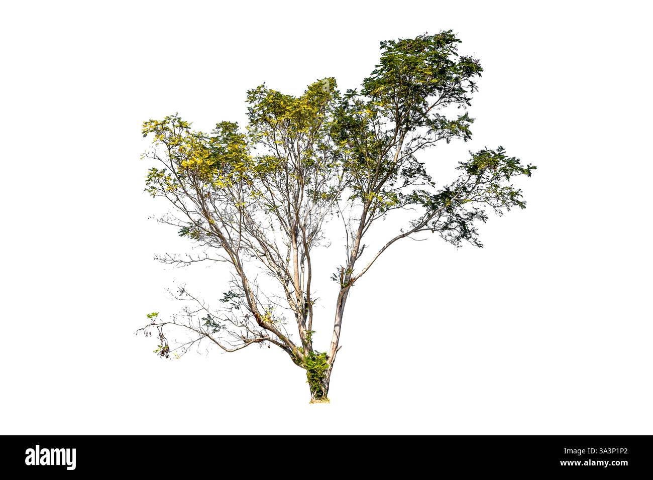 Tree green color isolated on white background Stock Photo - Alamy