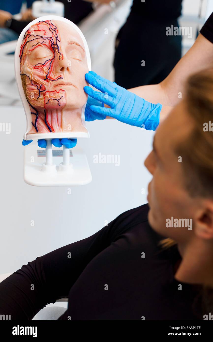 Showing man a mannequin of human head with facial blood supply ...