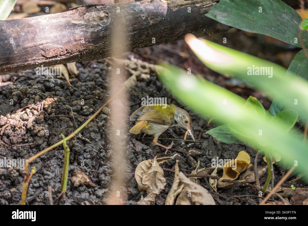 Bird (Dark-necked Tailorbird, Orthotomus atrogularis) yellow butt red ...