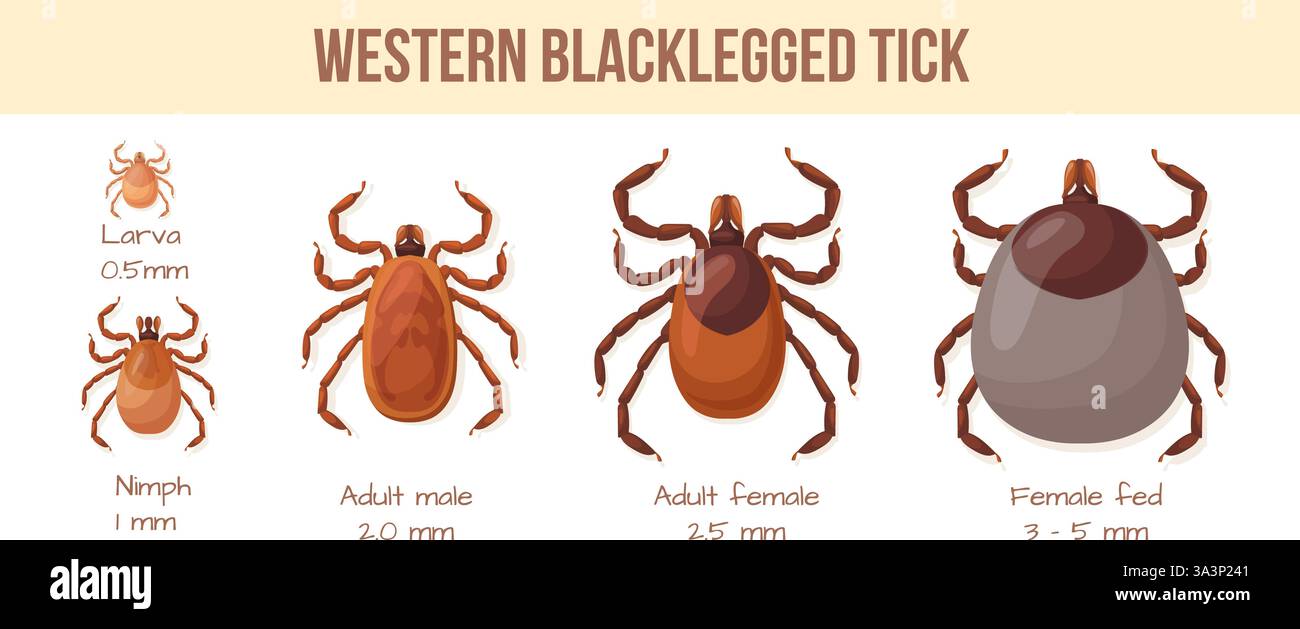 Ticks stage. Tick mites insect bug parasite life cycle type view, fed ...