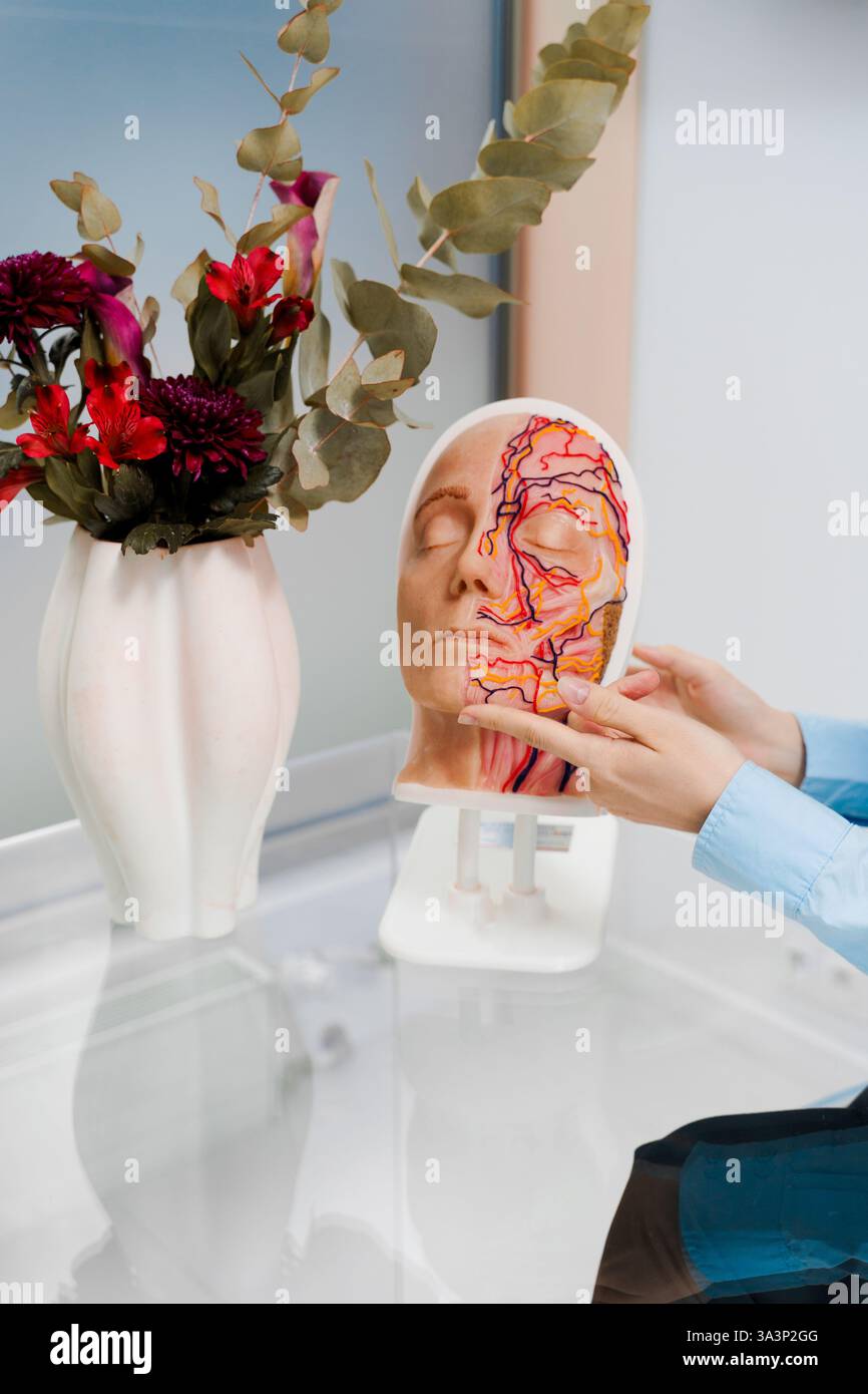 Facial blood supply on a mannequin head in clinic. Example of human ...