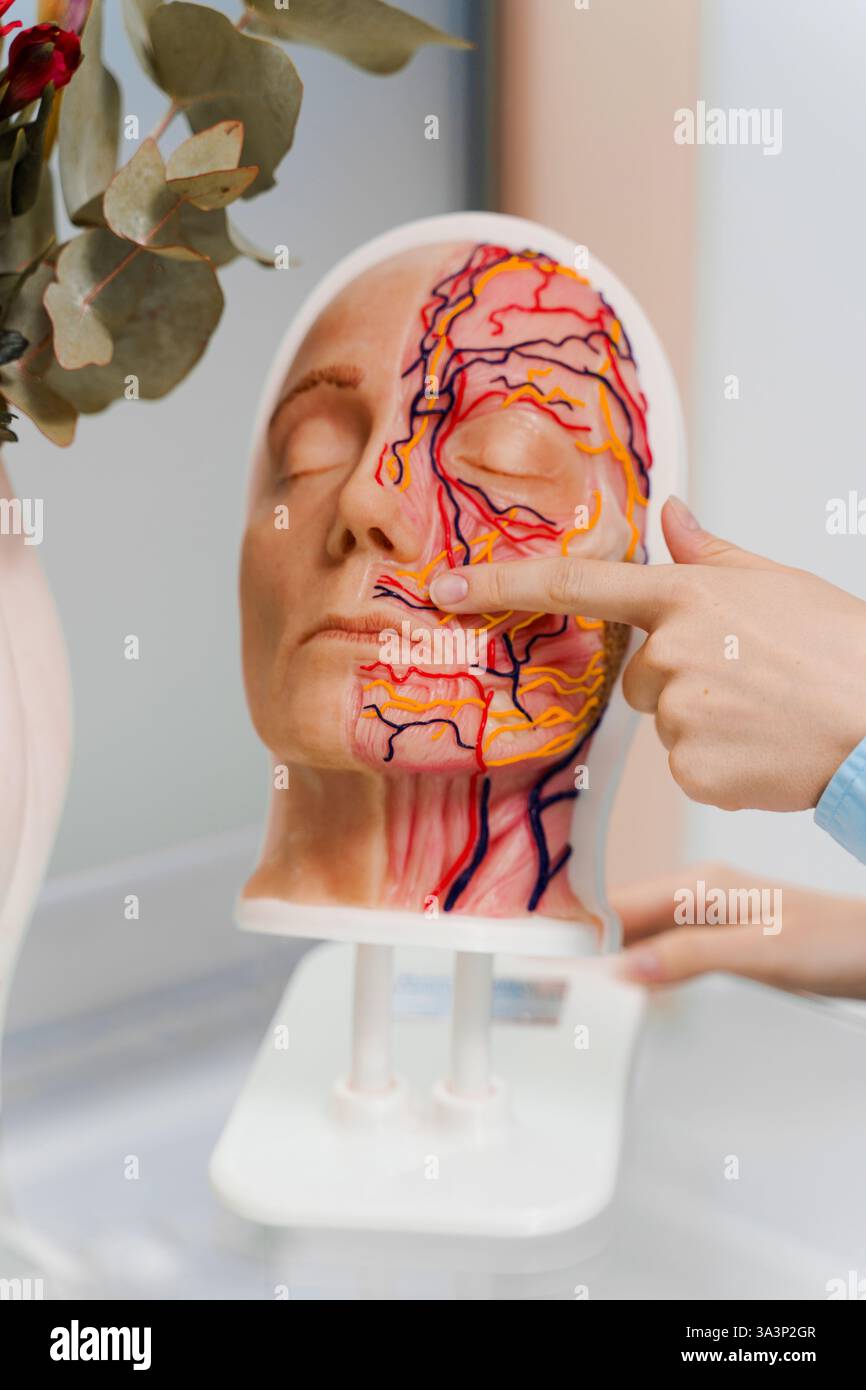 Example of human head with veins and arteries. Demonstrating ways of ...