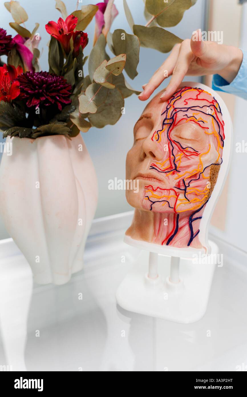 Example of human head with facial blood supply in the clinic. Showing ...