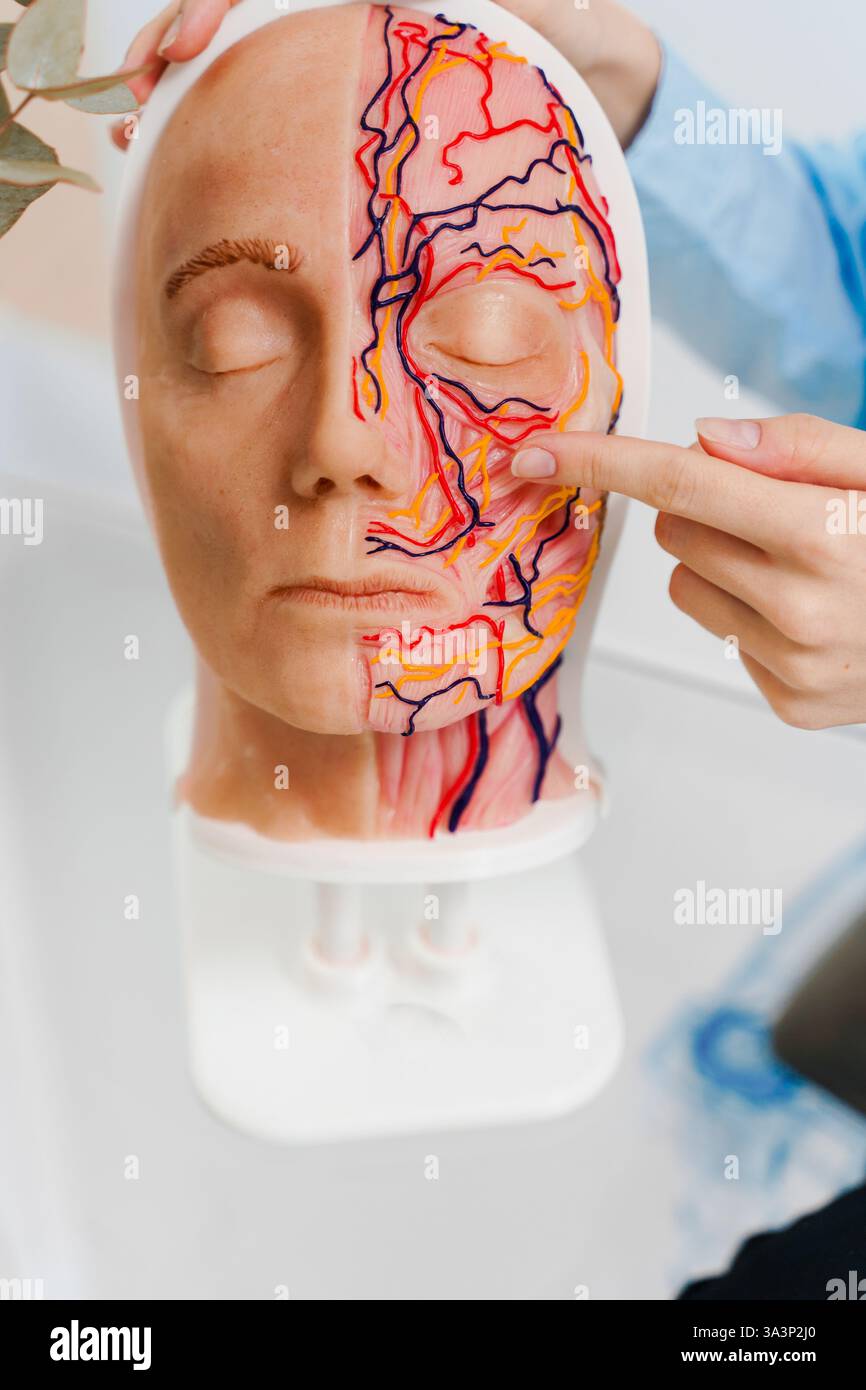 Example of human head with facial blood supply in the clinic. Showing ...
