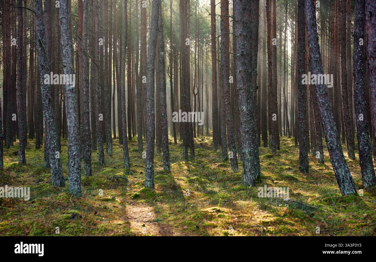 Sun rays hugging the ground in the forest Stock Photo - Alamy