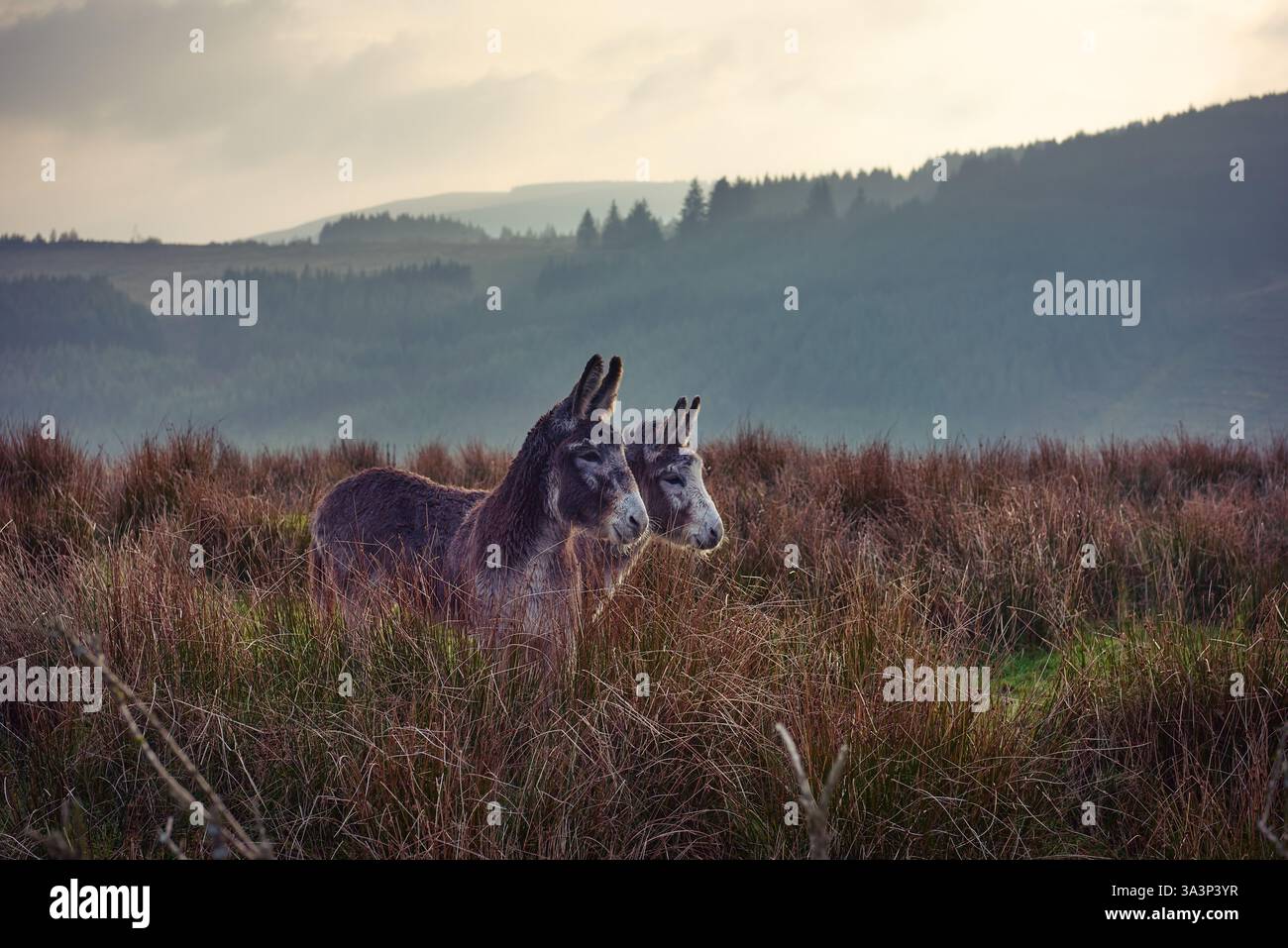 Cute donkeys friends in the vast open Stock Photo - Alamy