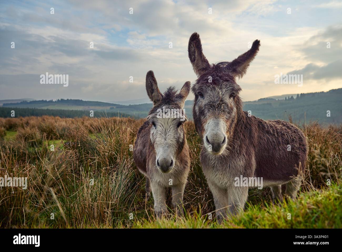 Cute donkeys friends in the vast open Stock Photo - Alamy