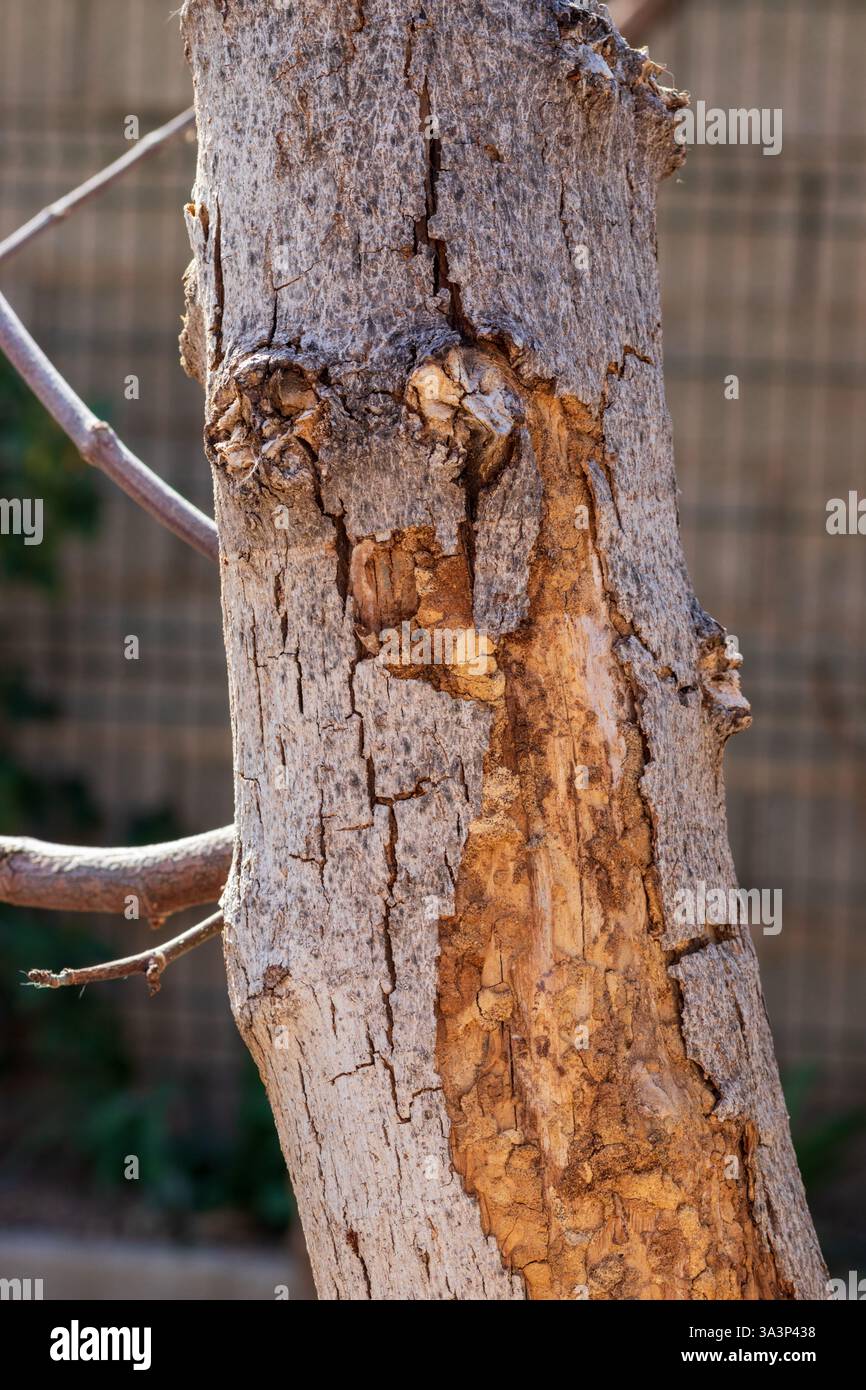 Diseased tree damaged by bark beetle Stock Photo - Alamy