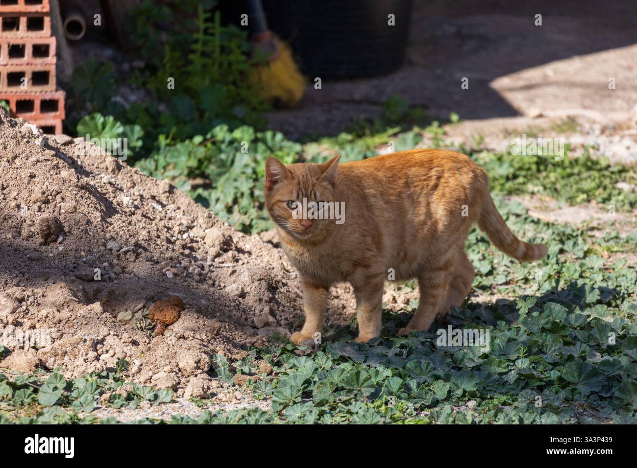 Stray Ginger Cat, Spain Stock Photo - Alamy