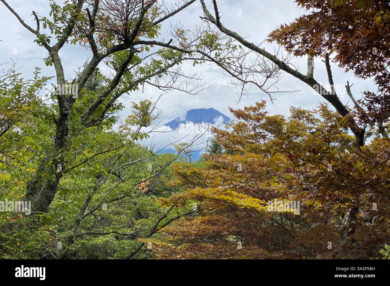 Framed by Nature: A hidden view of Mount Fuji Through lush autumn ...