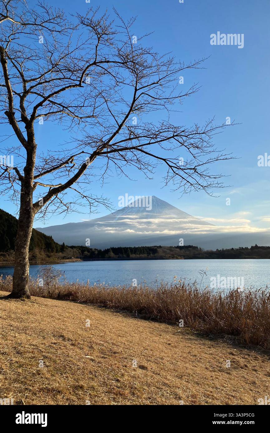 Golden hour by Mount Fuji: a peaceful lakeside view at dawn Stock Photo ...