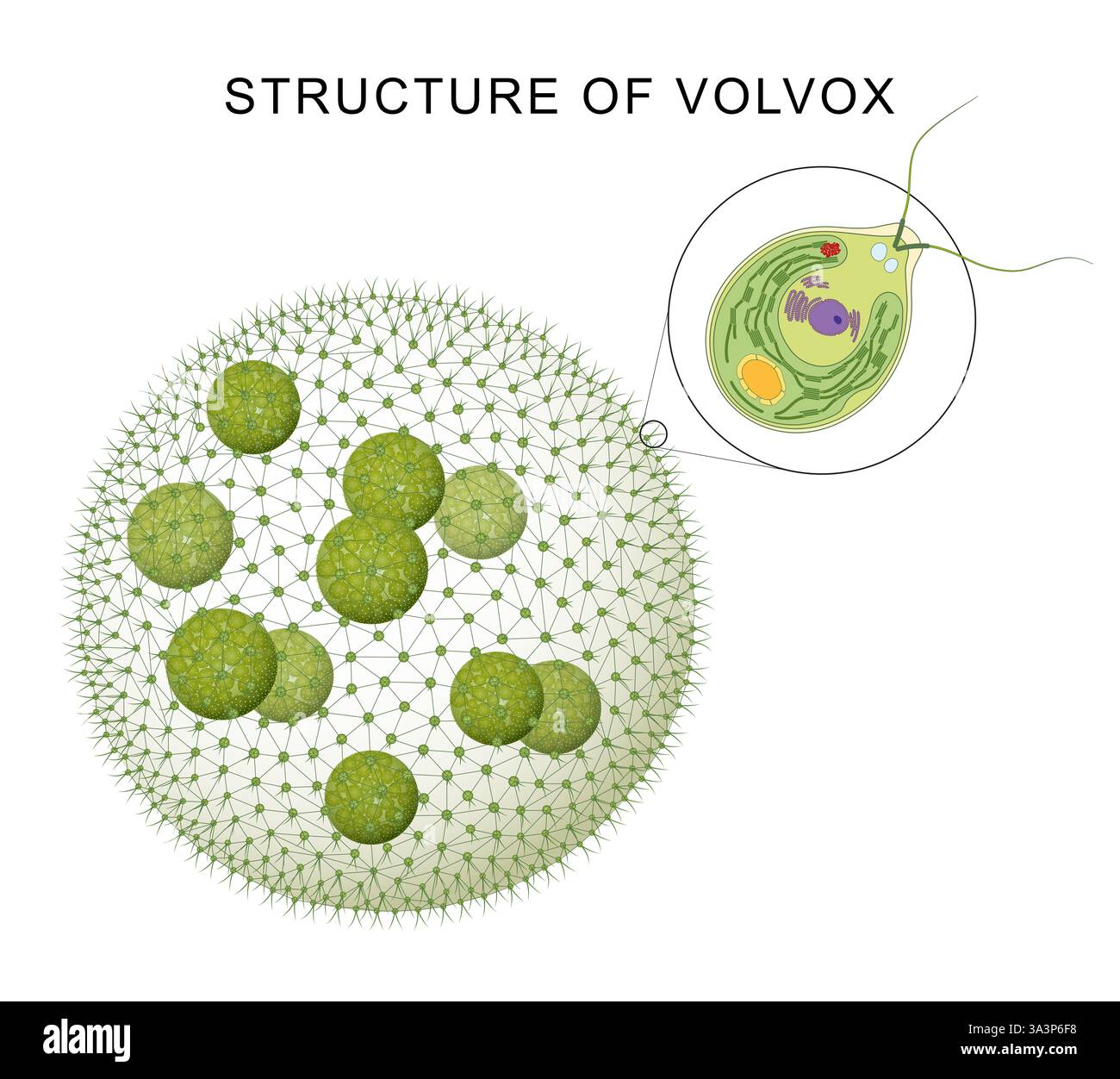 Plant Cell Vacuole Microscope
