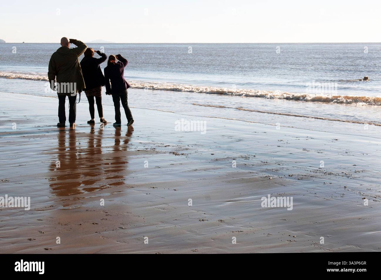 Dog walking on Barry Island beach Stock Photo - Alamy