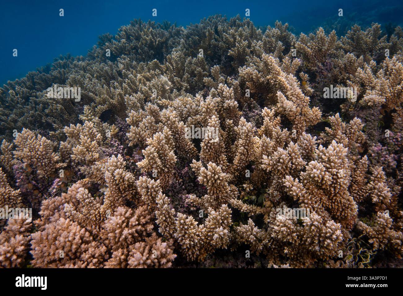 Healthy Hard Coral Reef in the Pacific Ocean - Pristine Reef ...