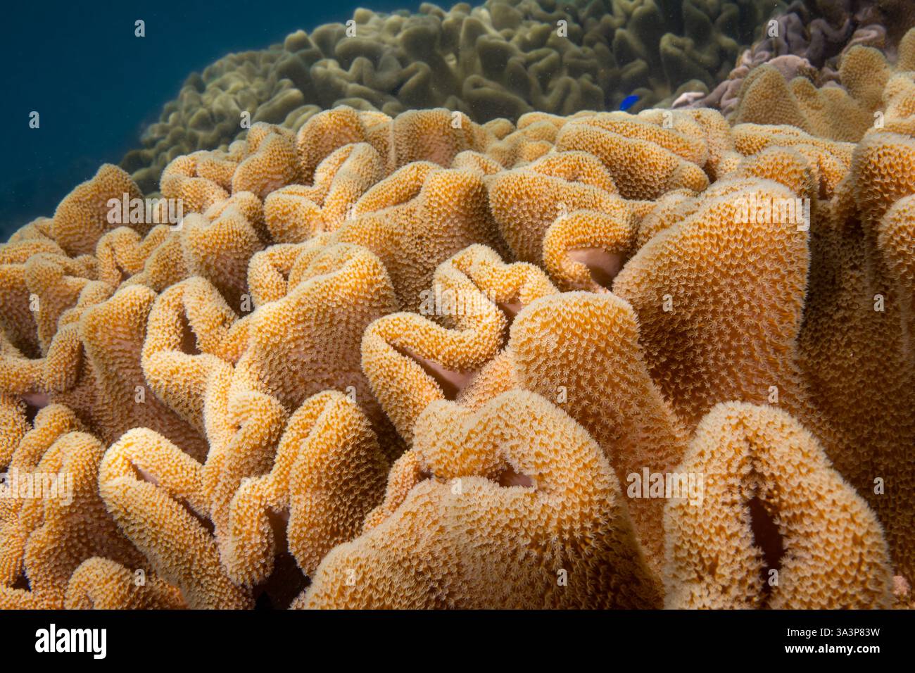 Corals png hi-res stock photography and images - Alamy