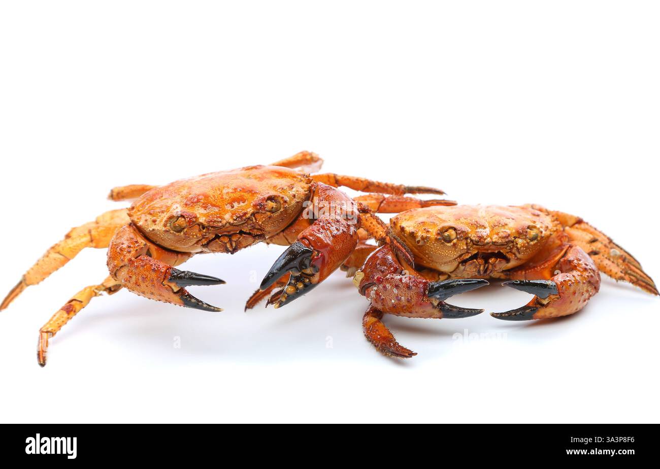 Prepared two crabs isolated on a white background Stock Photo - Alamy