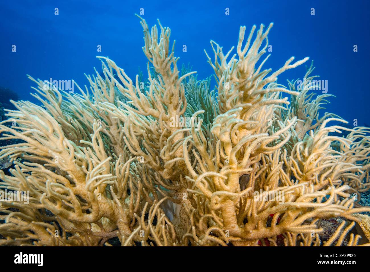Corals png hi-res stock photography and images - Alamy