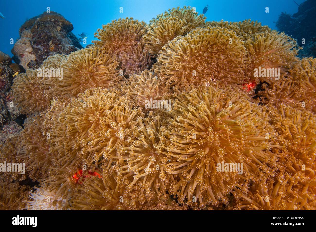 Colorful Soft corals on shallow coral reef Stock Photo - Alamy