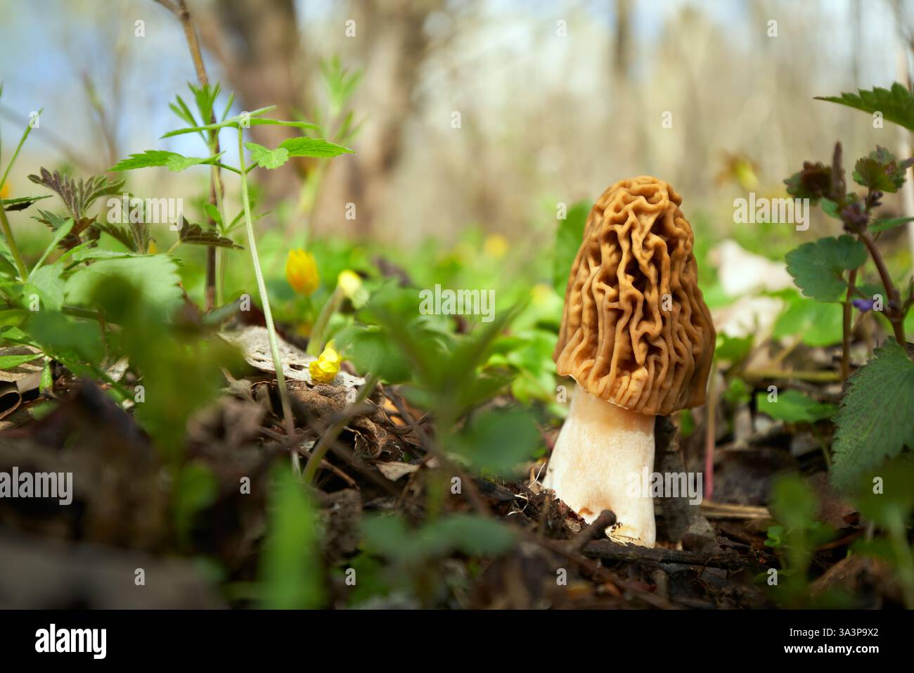 Ptychoverpa hi-res stock photography and images - Alamy