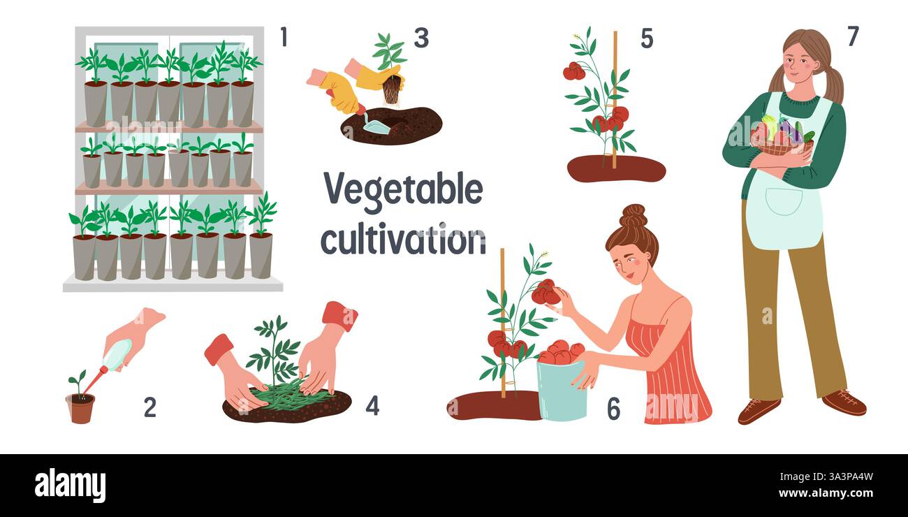 Set of vector illustrations about growing vegetables by stages Stock ...