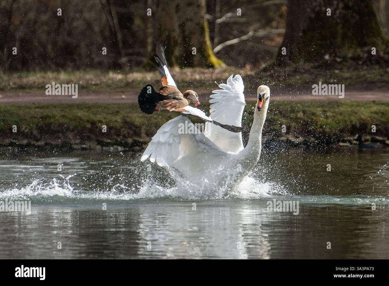 Donaueschingen, Germany. 17th Mar, 2025. A swan and a Egyptian goose ...