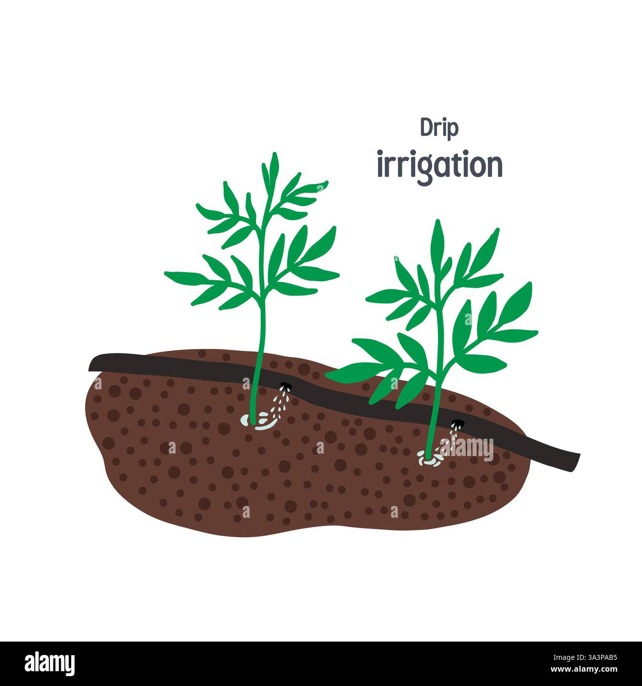 Drip irrigation for garden isolated on white background. Vector ...