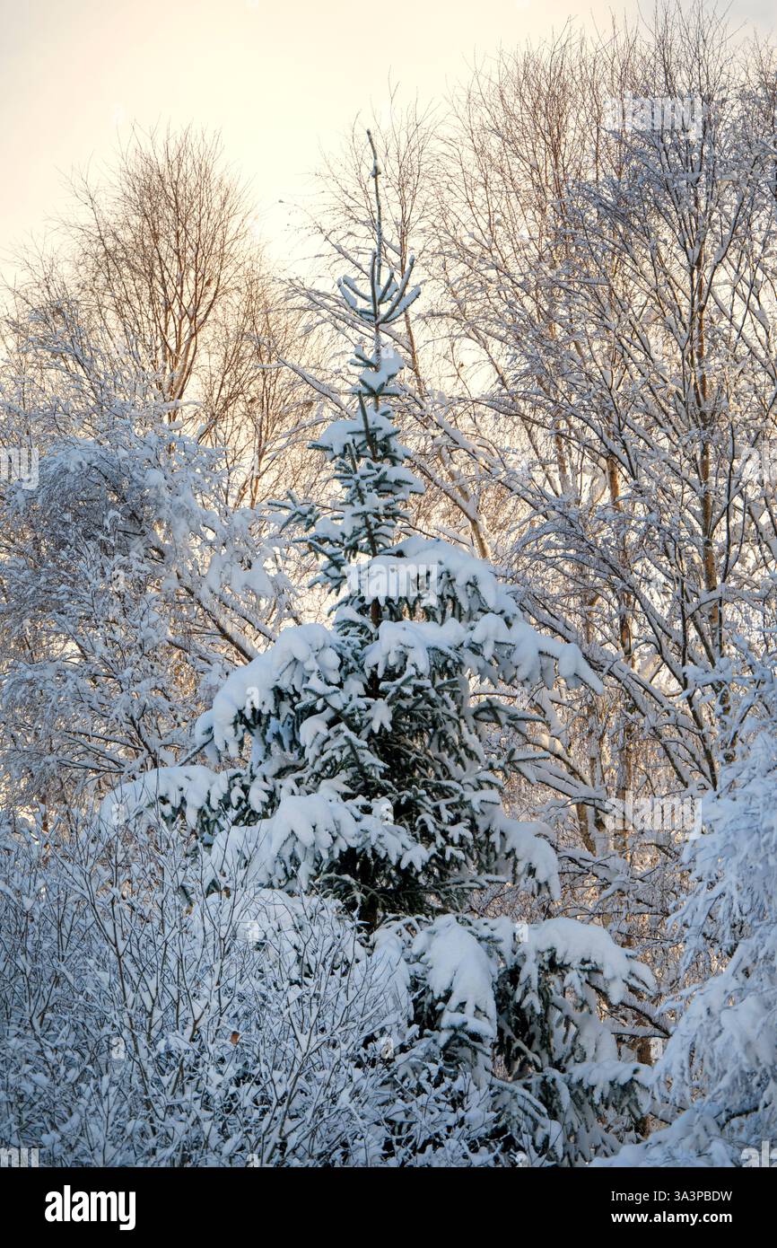 Tall tree in scottish hi-res stock photography and images - Alamy
