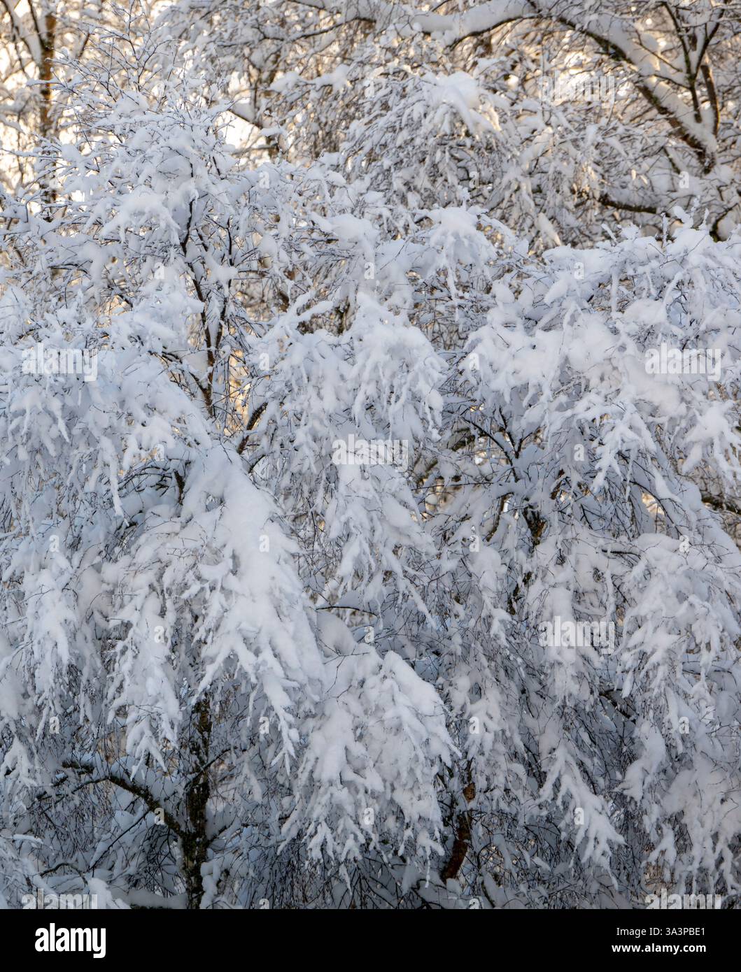 Snow covered branches of young Birch Trees in a scottish woodland Stock ...