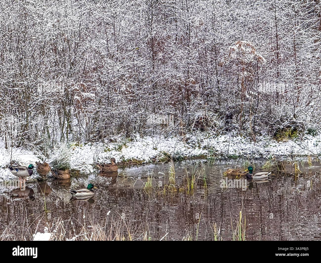 Flock mallard ducks anas hi-res stock photography and images - Alamy