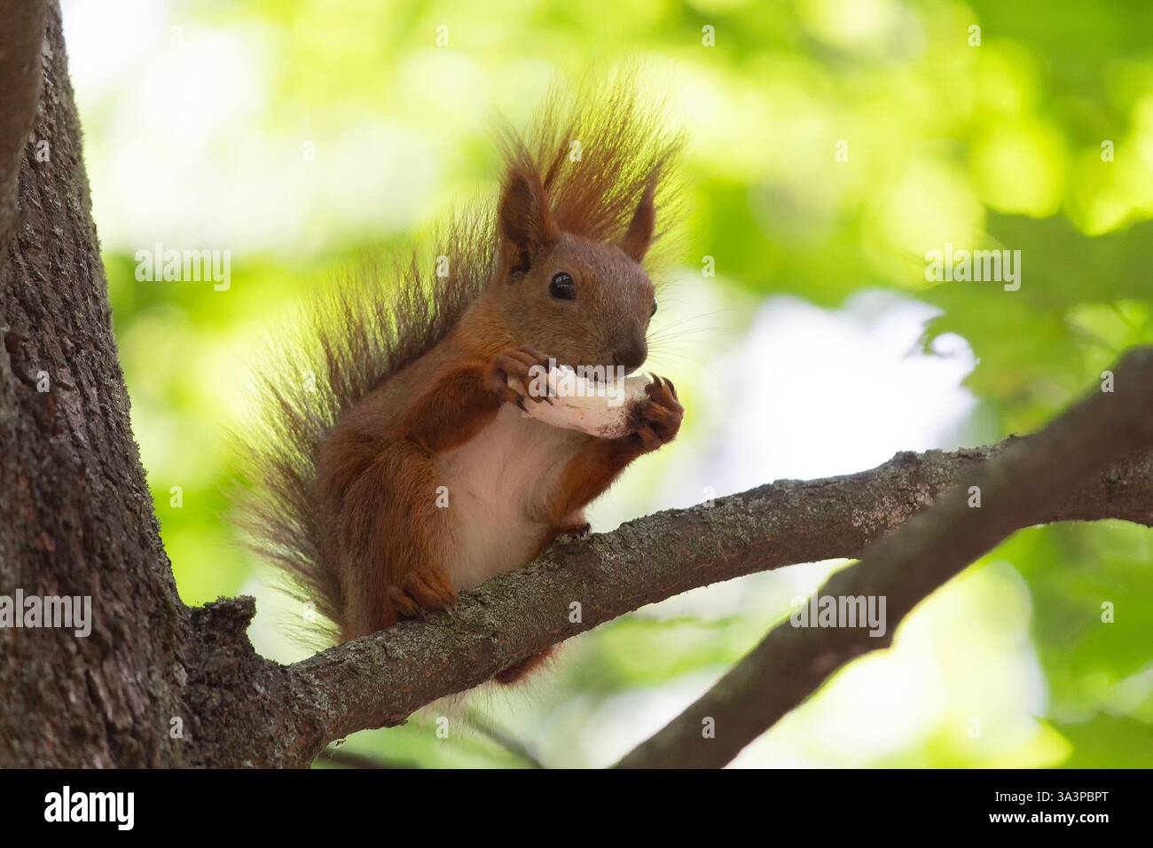 Squirrel eats a mushroom sitting on a tree. Animals Stock Photo - Alamy