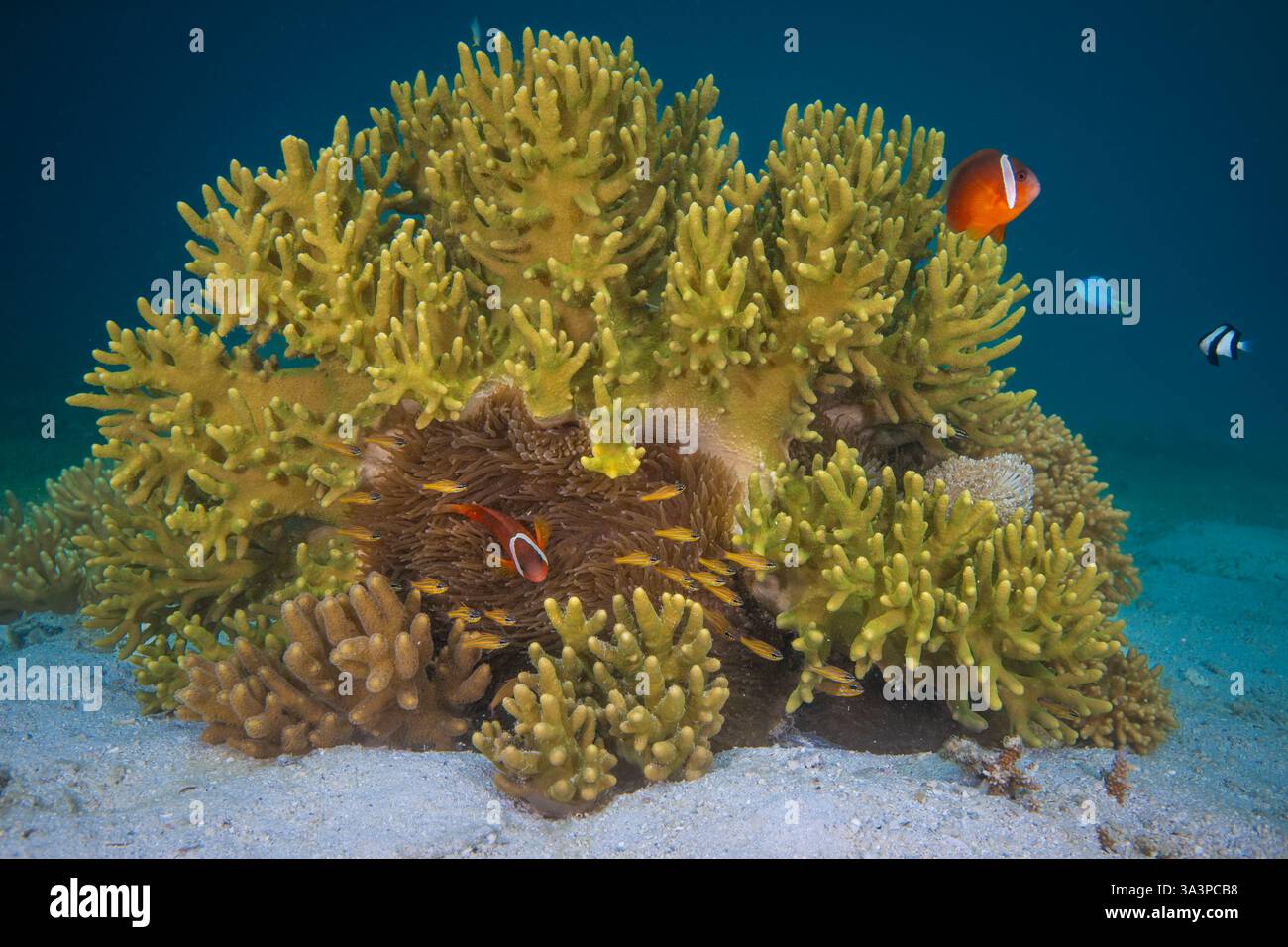 Colorful anemone fish swimming above coral reef in the pacific Ocean ...