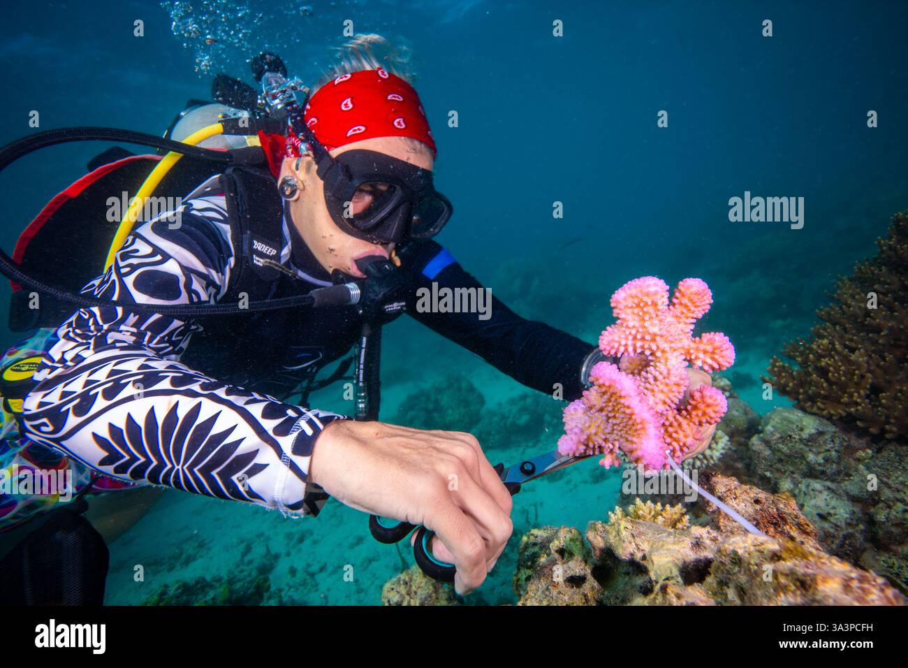 Female Marine Biologist Planting Corals on Marine Conservation Project ...
