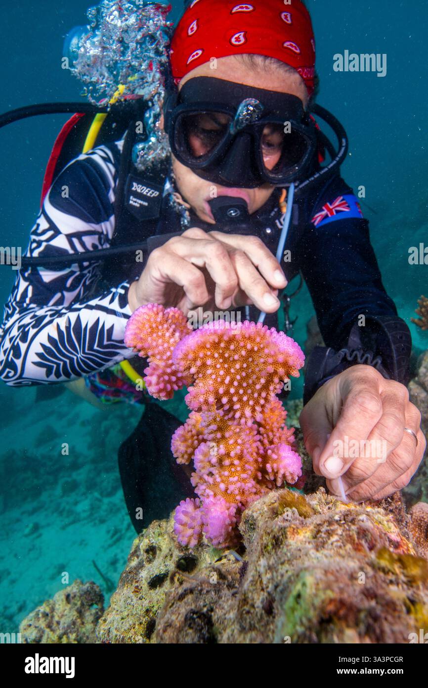 Female Marine Biologist Planting Corals on Marine Conservation Project ...