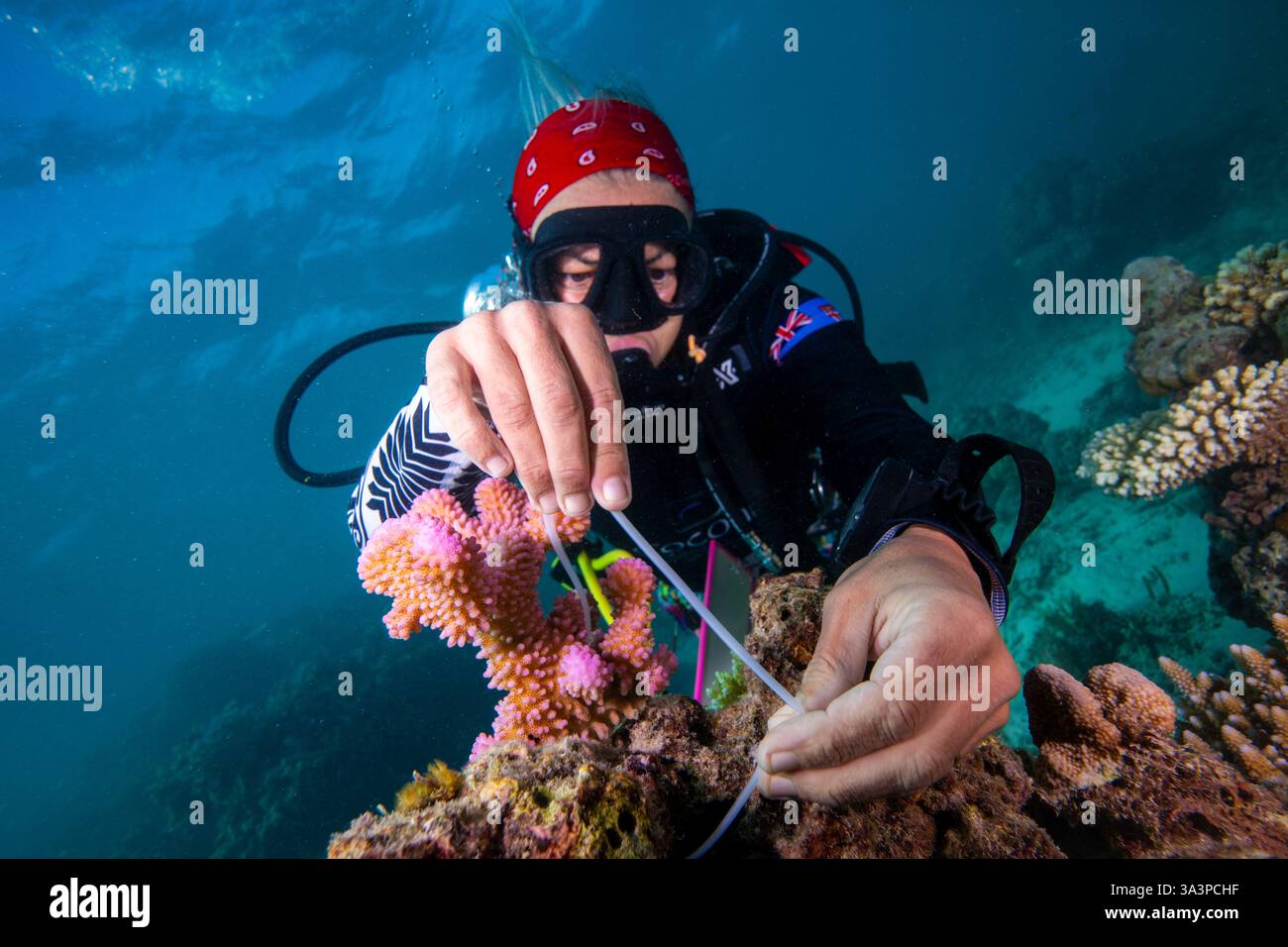 Female Marine Biologist Planting Corals on Marine Conservation Project ...