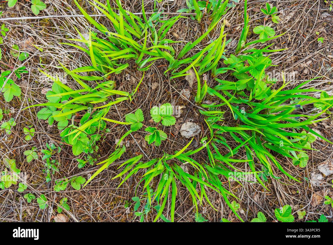 grass grows in a circle shape on the ground in the mountains. green ...