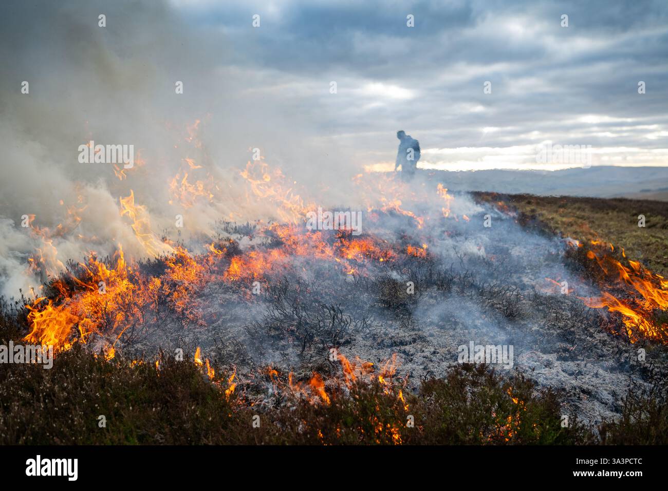 Gamekeepers on a managed moor having a controlled "cool" burn to create ...