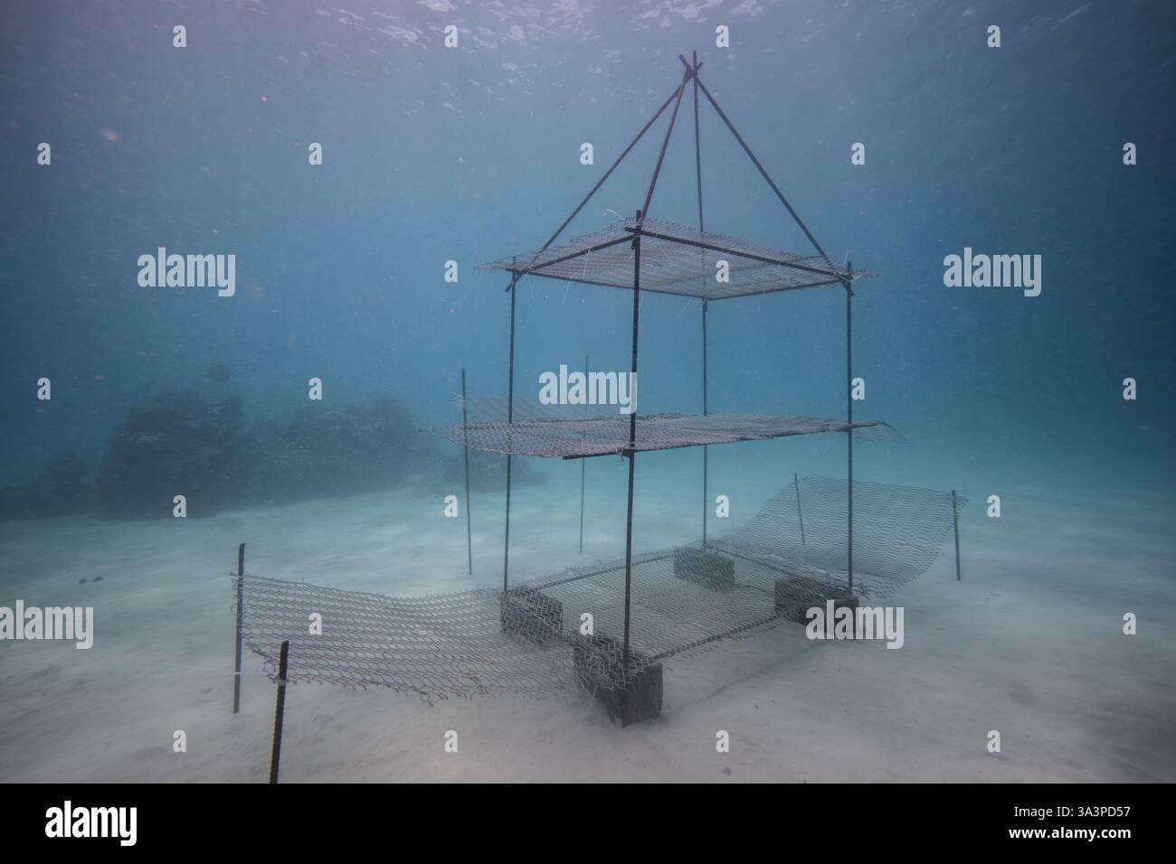 Battling Climate Change & Restoring coral reefs - Coral reef ...