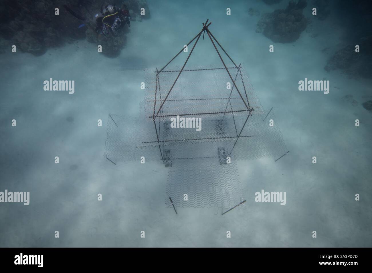 Battling Climate Change & Restoring coral reefs - Coral reef ...