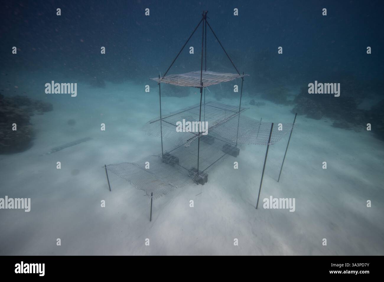 Battling Climate Change & Restoring coral reefs - Coral reef ...