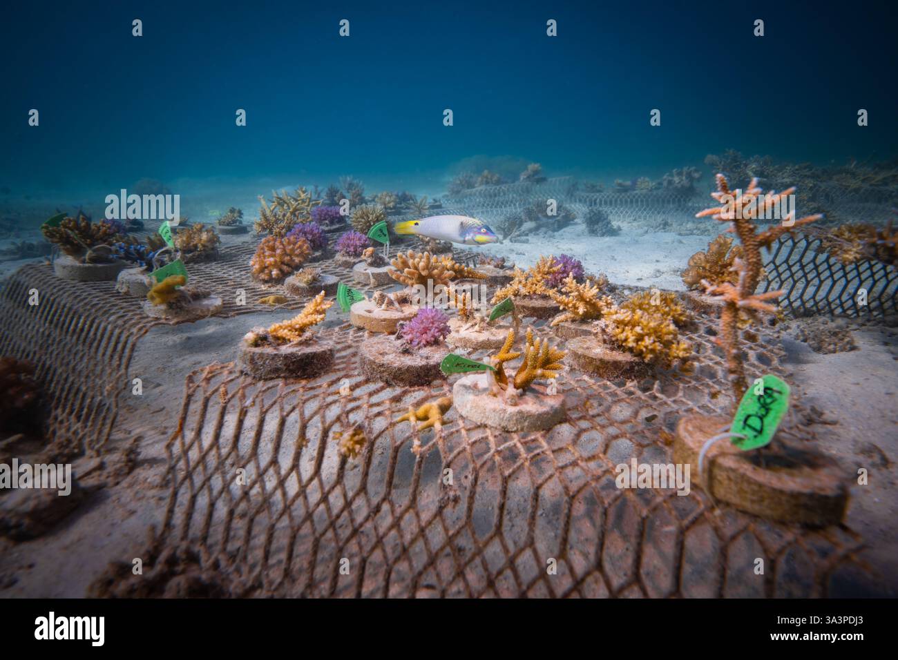 Battling Climate Change & Restoring coral reefs - Coral reef ...