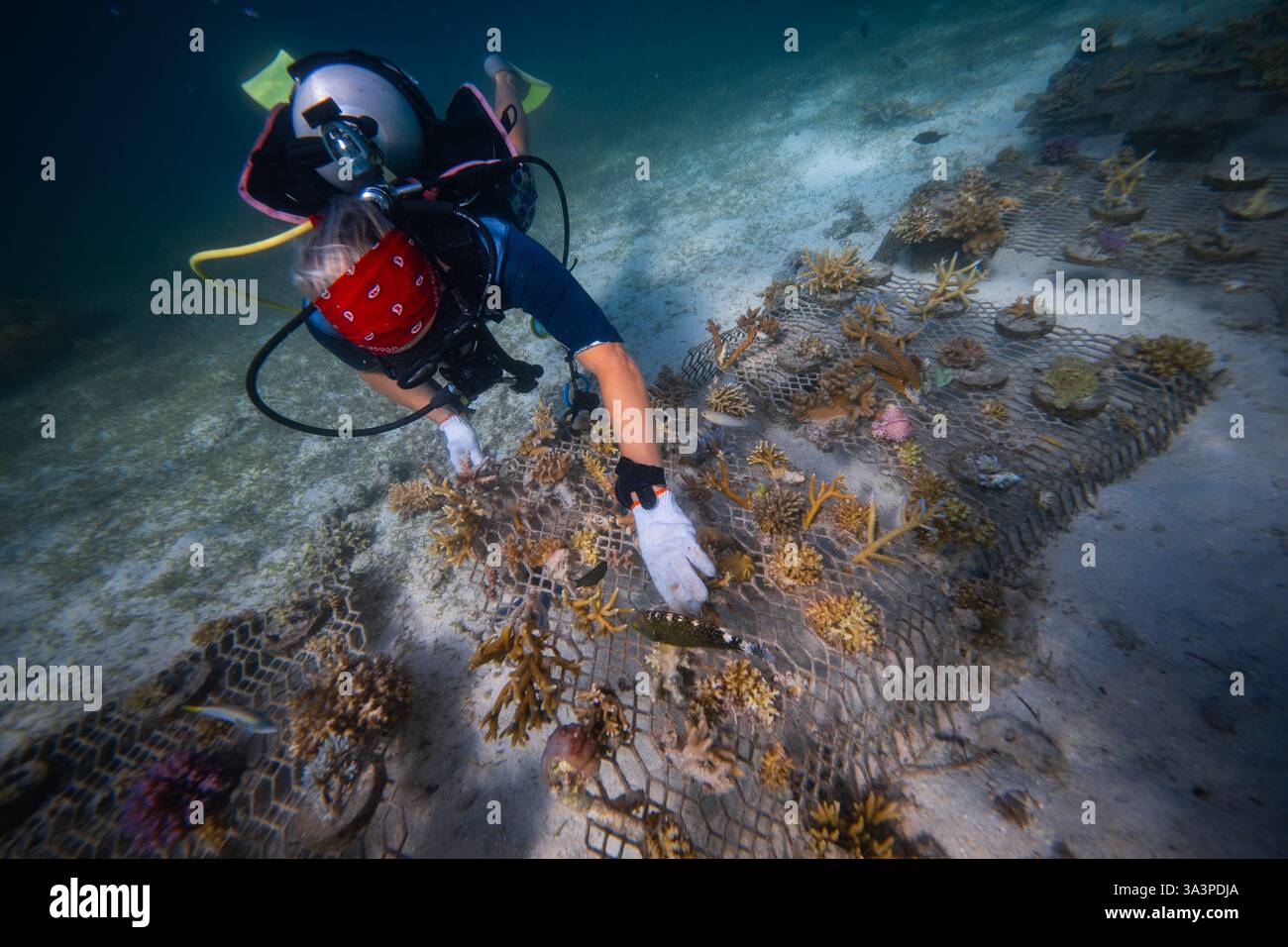 Female Marine Biologist Planting Corals on Marine Conservation Project ...