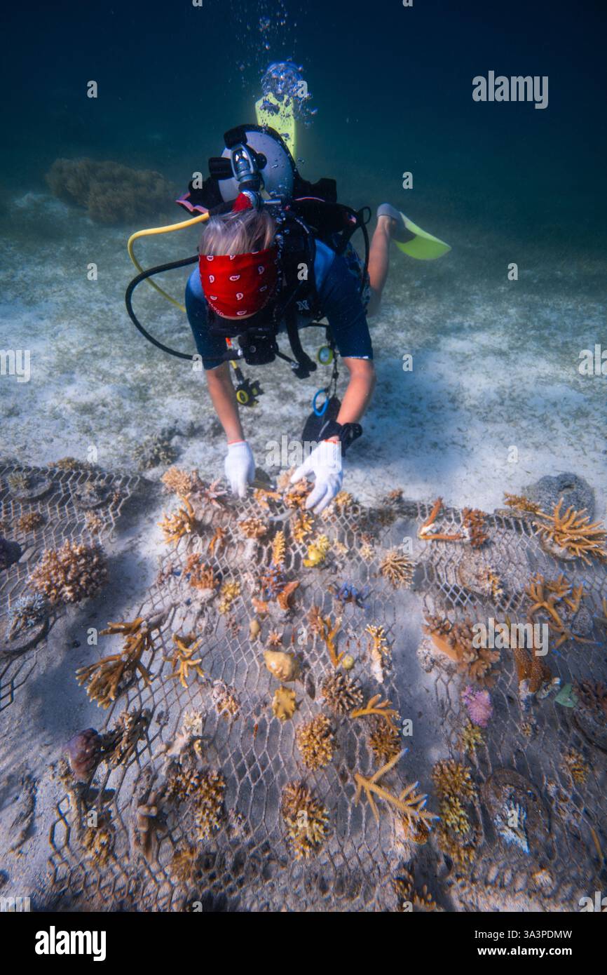 Female Marine Biologist Planting Corals on Marine Conservation Project ...