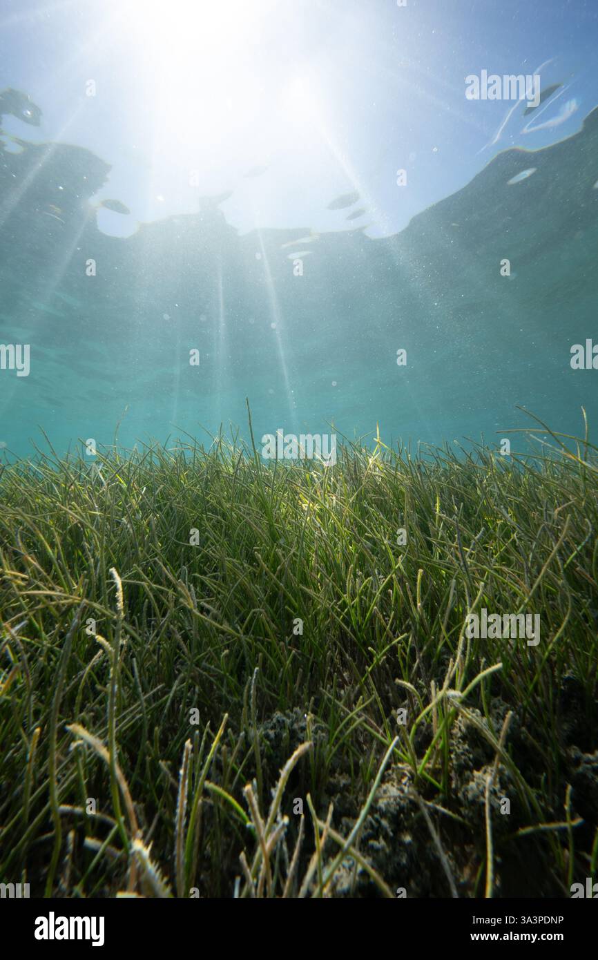 Sea grass ecosystem hi-res stock photography and images - Alamy