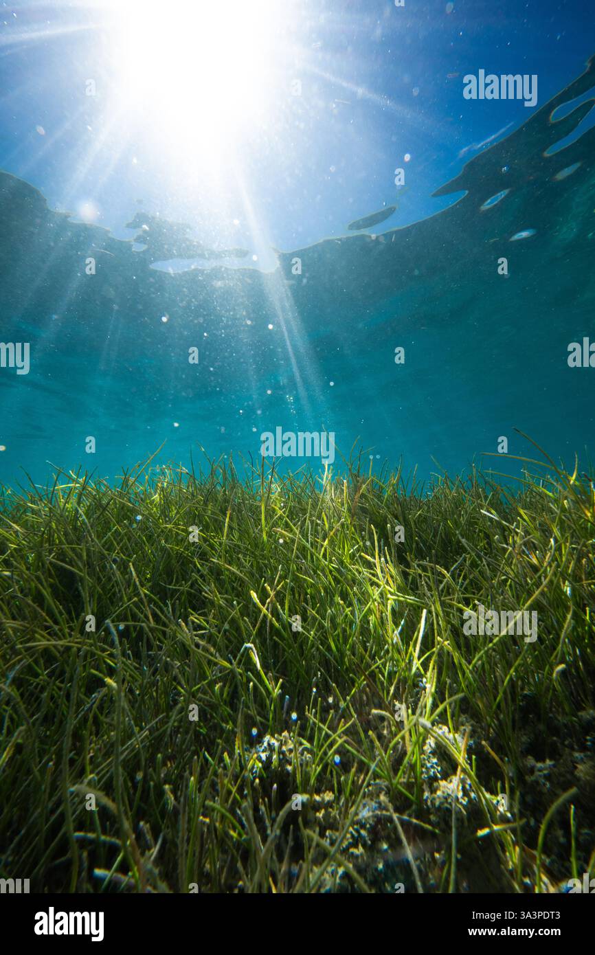 Sea grass ecosystem hi-res stock photography and images - Alamy