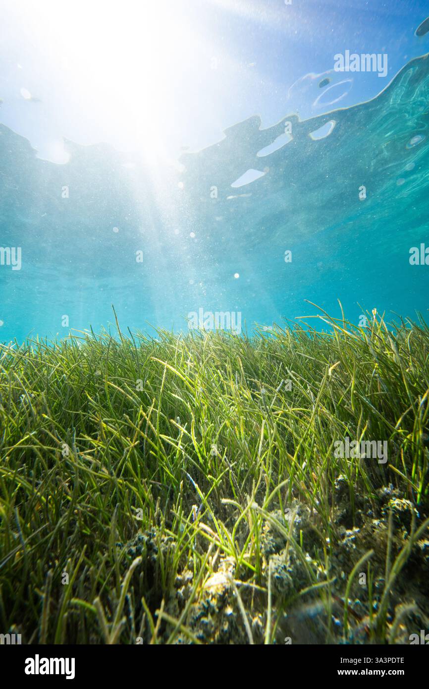 Sea grass ecosystem hi-res stock photography and images - Alamy